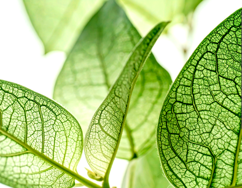 Dynveo : Laboratoire français expert en nutraceutique